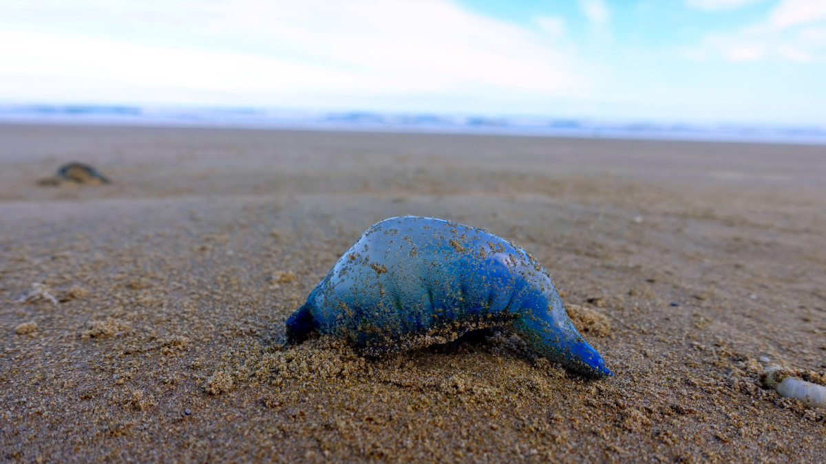Woman Spots Mysterious Moving Blue Blob on Florida Beach - HubPages