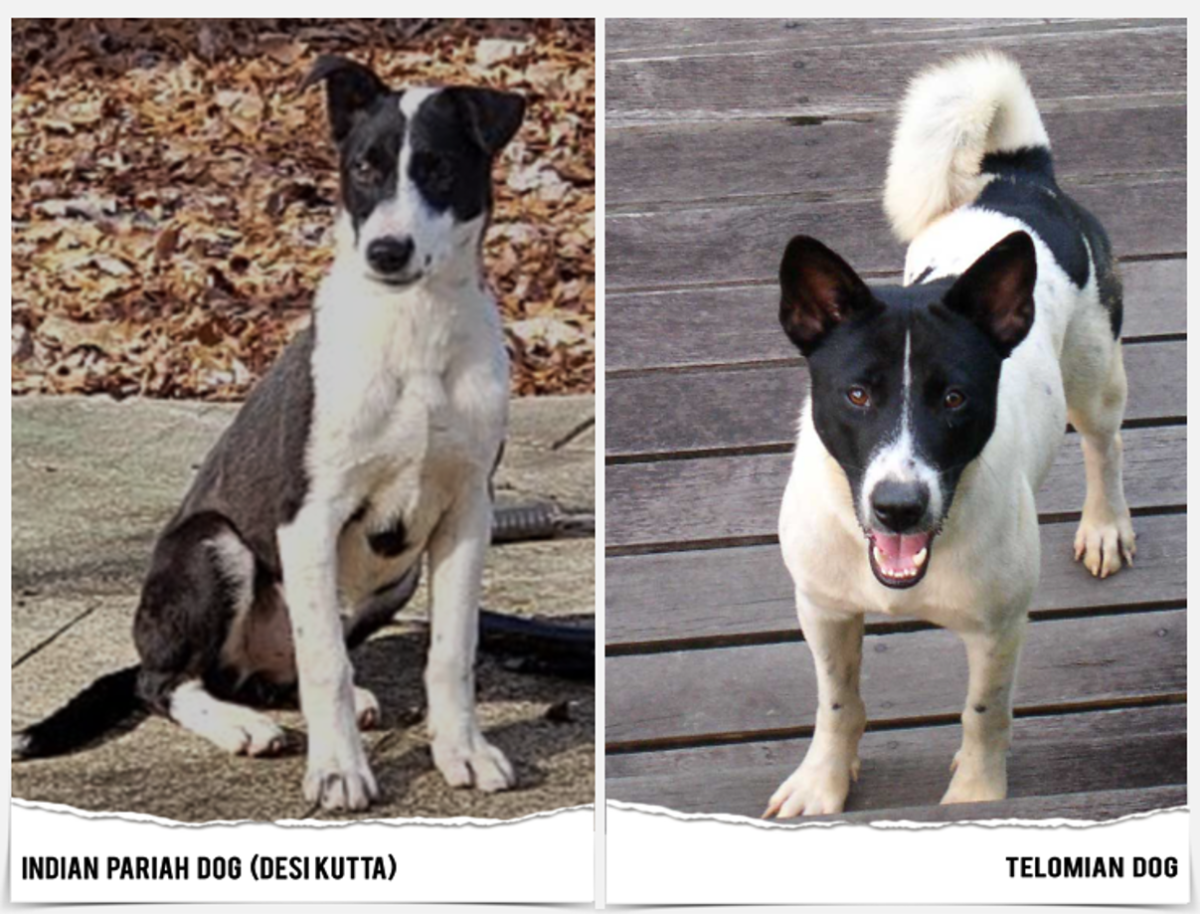 11 Dog Breeds Like The Indian Pariah Dog (Desi Kutta) - HubPages