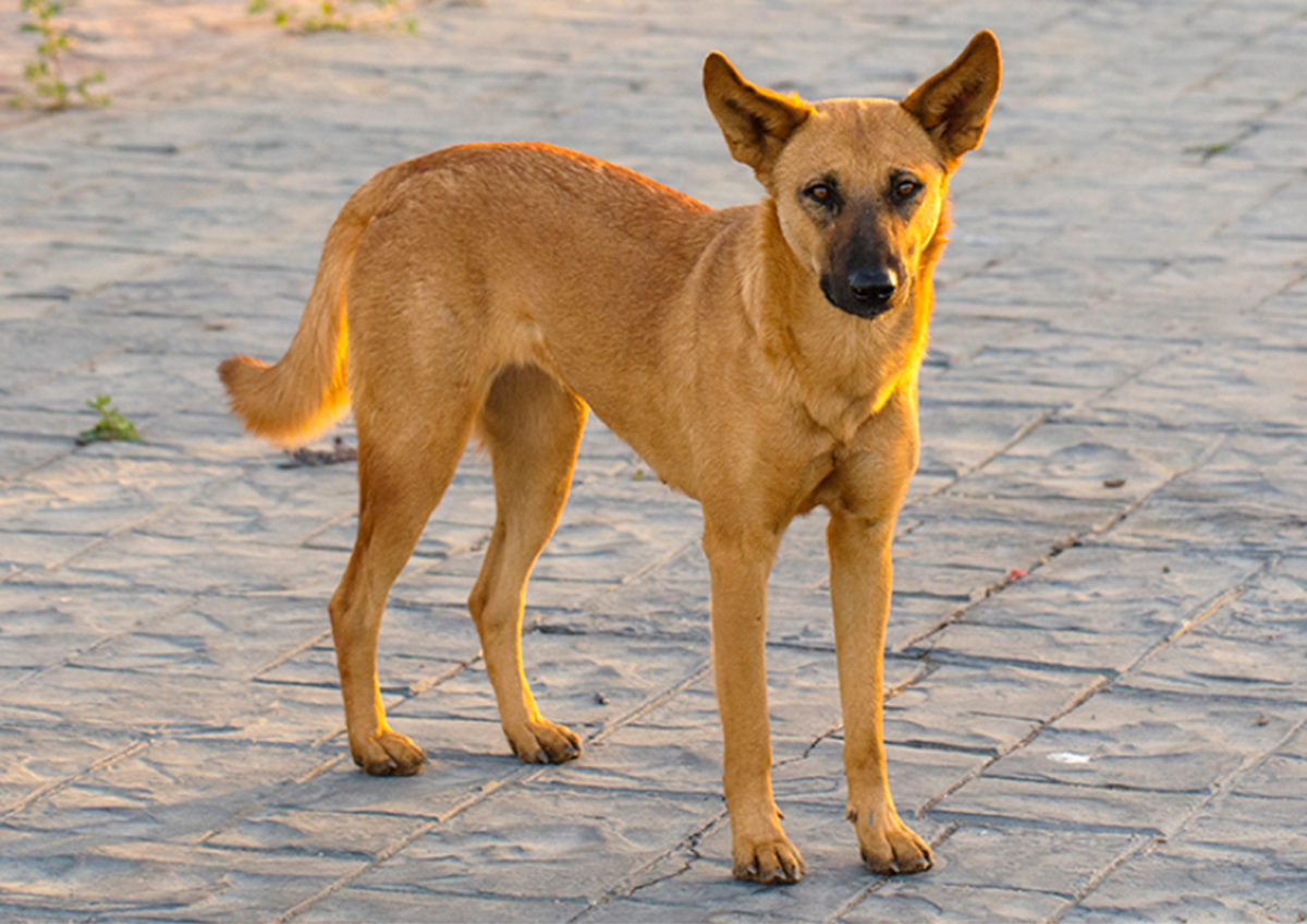 11 Dog Breeds Like The Indian Pariah Dog (Desi Kutta) - HubPages