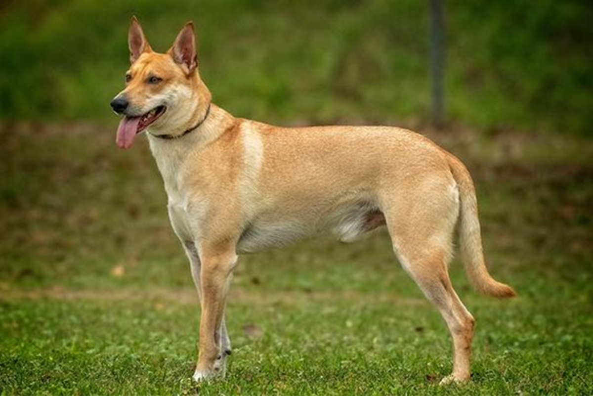 11 Dog Breeds Like The Indian Pariah Dog (Desi Kutta) - HubPages