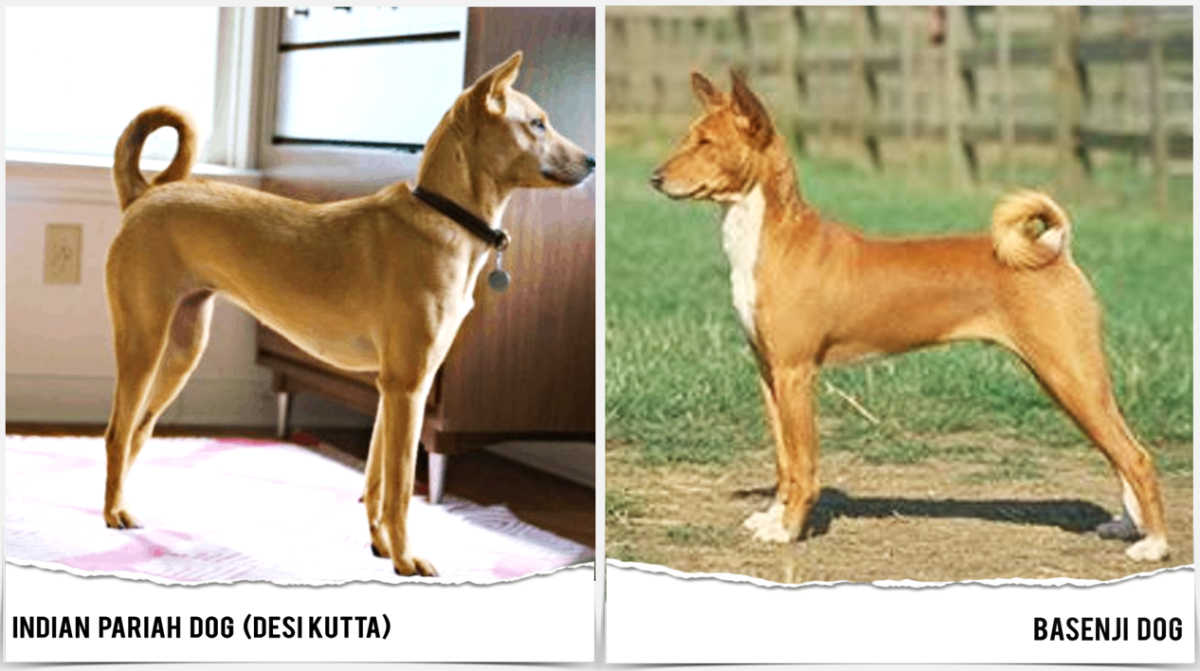 11 Dog Breeds Like The Indian Pariah Dog (Desi Kutta) - HubPages