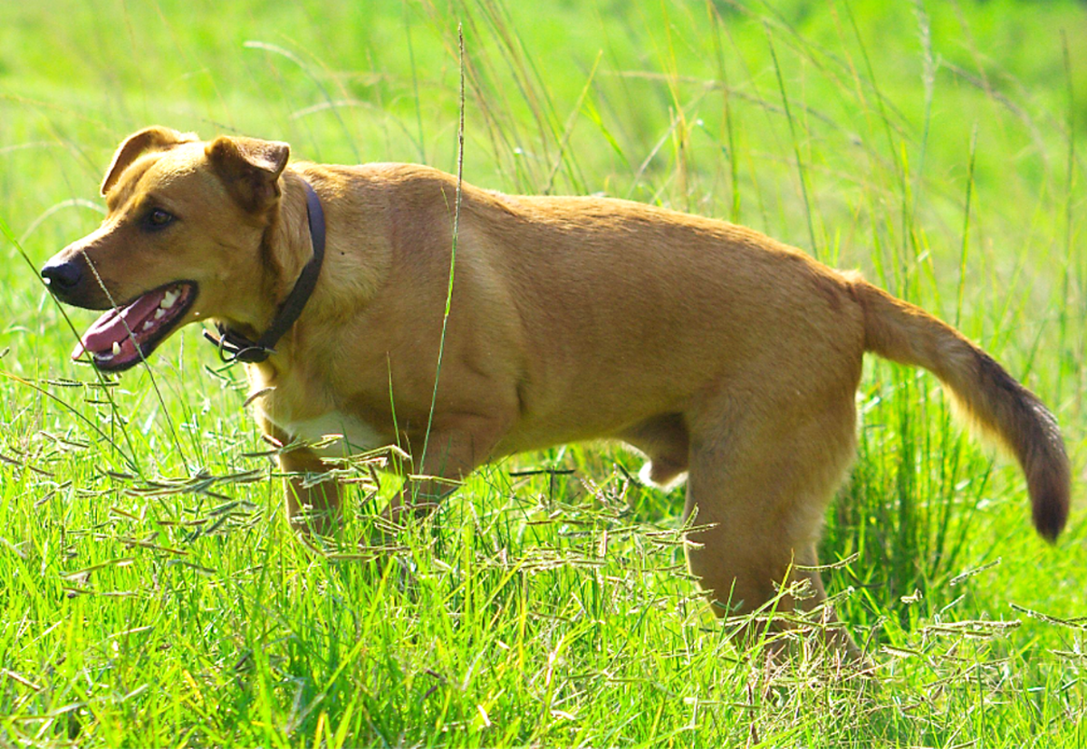 11 Dog Breeds Like The Indian Pariah Dog (Desi Kutta) - HubPages