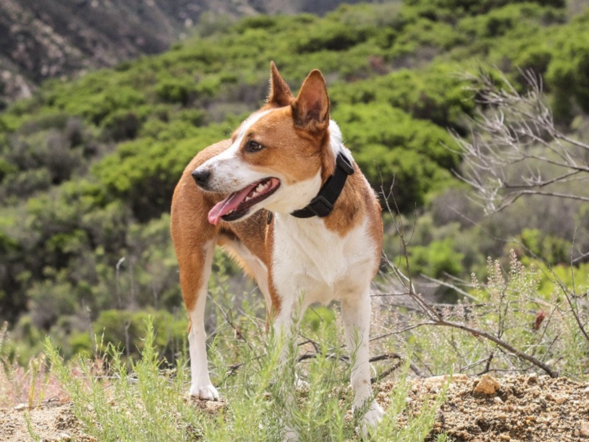 11 Dog Breeds Like The Indian Pariah Dog (Desi Kutta) - HubPages