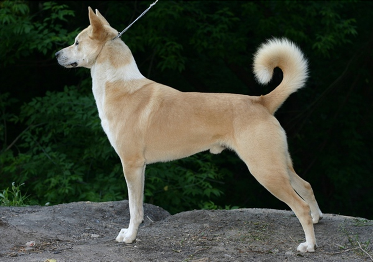 11 Dog Breeds Like The Indian Pariah Dog (Desi Kutta) - HubPages