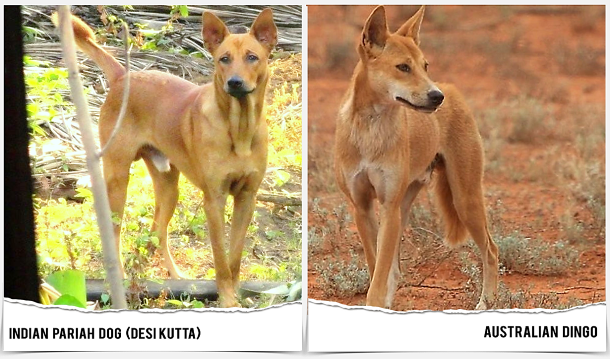 11 Dog Breeds Like The Indian Pariah Dog (Desi Kutta) - HubPages