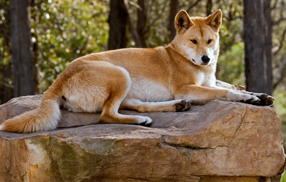 11 Dog Breeds Like The Indian Pariah Dog (Desi Kutta) - HubPages