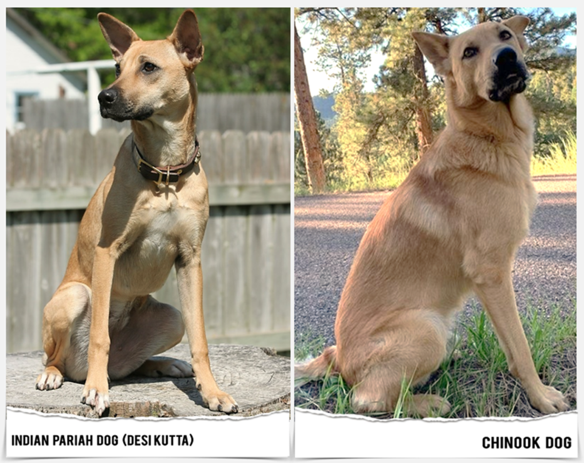 11 Dog Breeds Like The Indian Pariah Dog (Desi Kutta) - HubPages