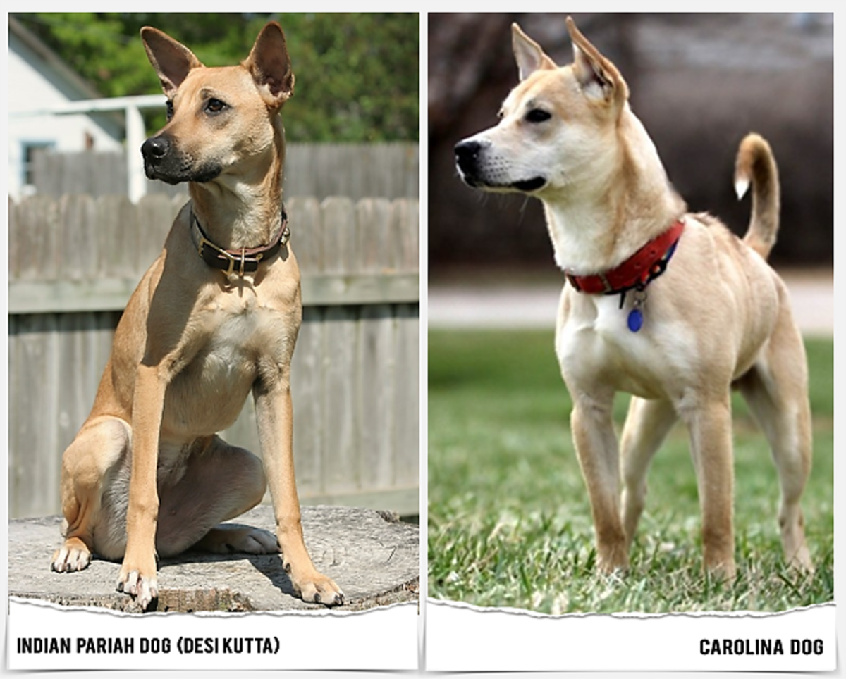11 Dog Breeds Like The Indian Pariah Dog (Desi Kutta) - HubPages