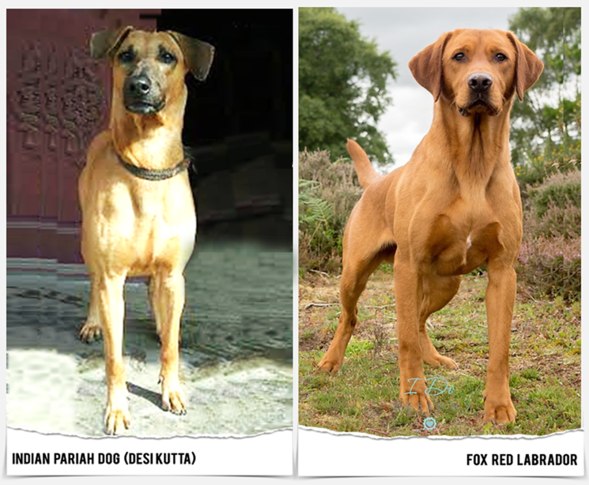 11 Dog Breeds Like The Indian Pariah Dog (Desi Kutta) - HubPages
