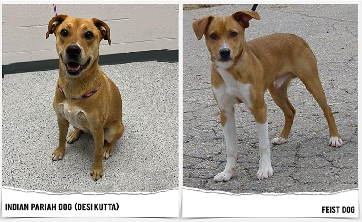 11 Dog Breeds Like The Indian Pariah Dog (Desi Kutta) - HubPages