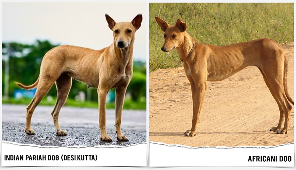 11 Dog Breeds Like The Indian Pariah Dog (Desi Kutta) - HubPages