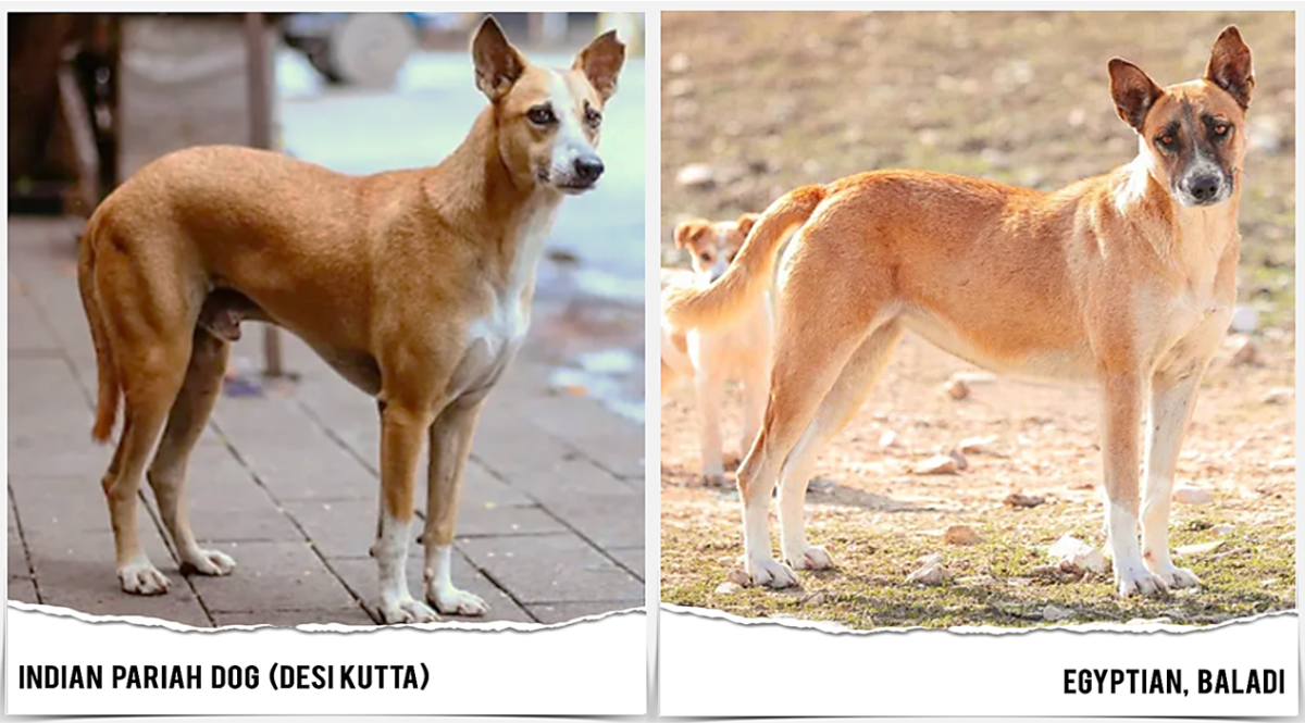 11 Dog Breeds Like The Indian Pariah Dog (Desi Kutta) - HubPages