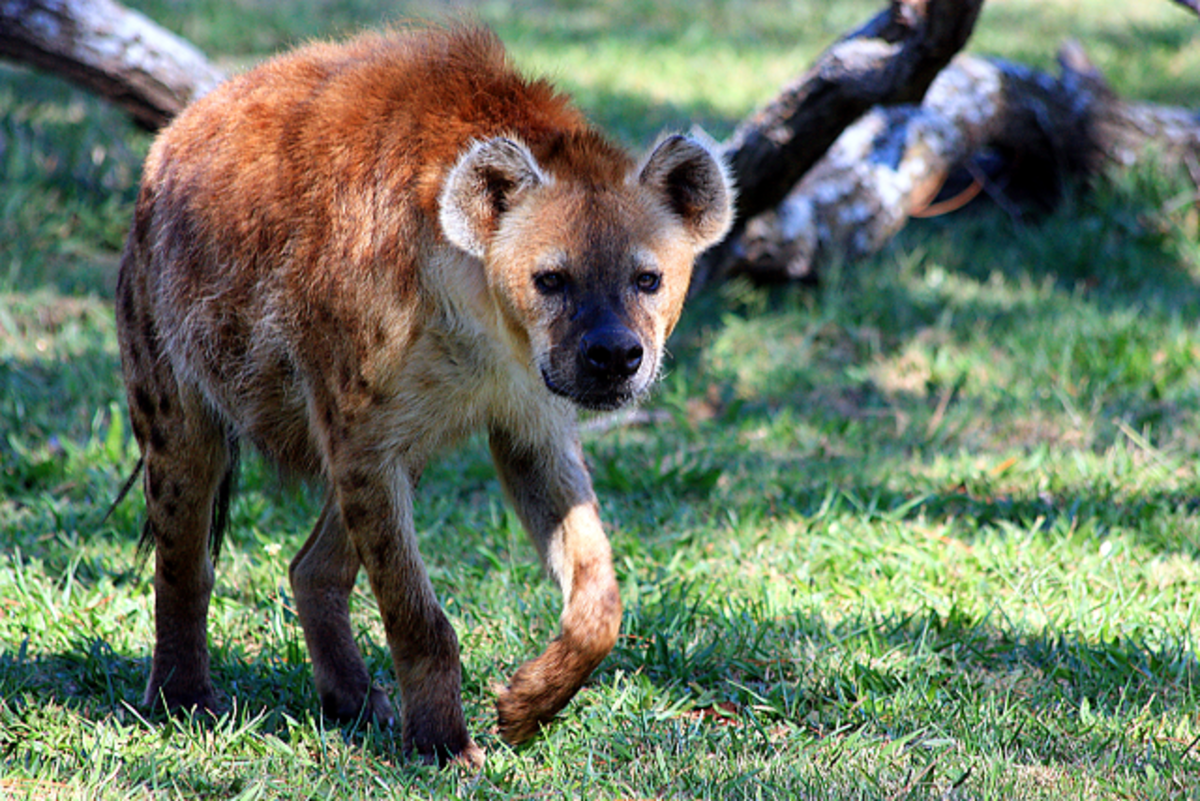 How to Take Better Pictures at the Zoo - HubPages