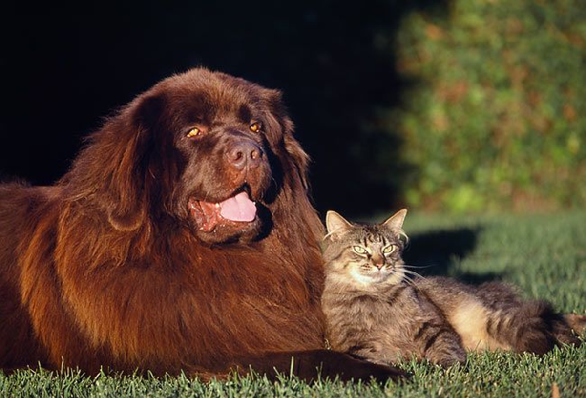 15 Dogs That Are Good With Cats and Other House Pets - HubPages