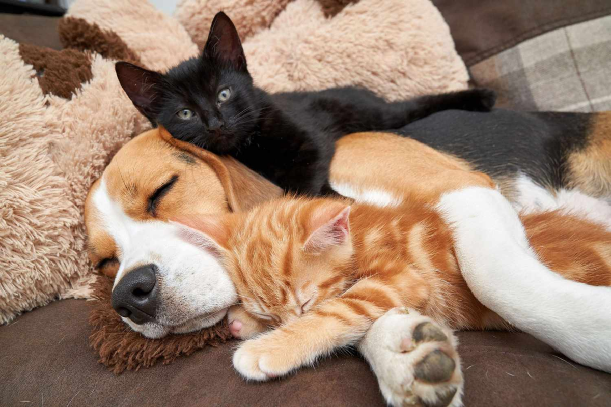 15 Dogs That Are Good With Cats and Other House Pets - HubPages