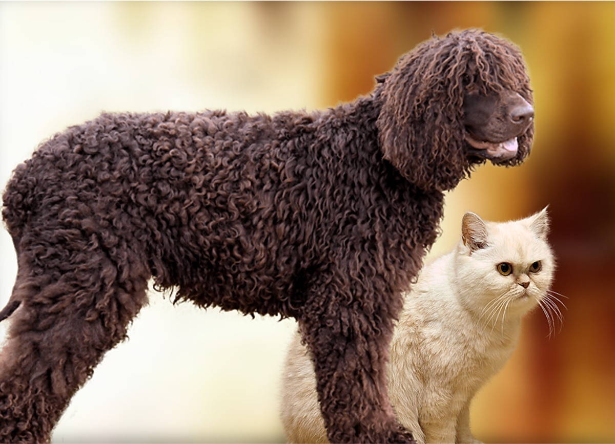 15 Dogs That Are Good With Cats and Other House Pets - HubPages