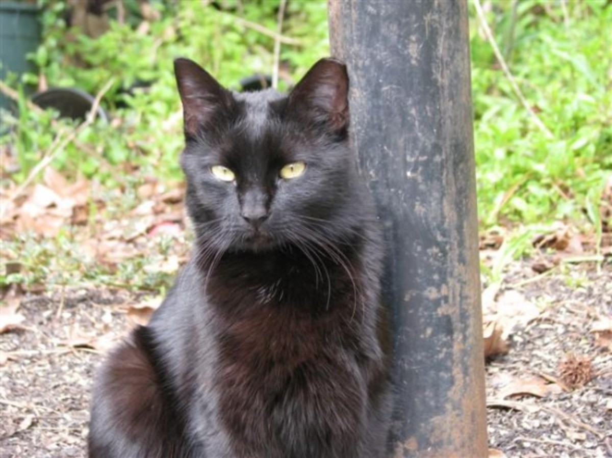 Pepper the Black Cat - Katrina Survivor to Forever Home - HubPages