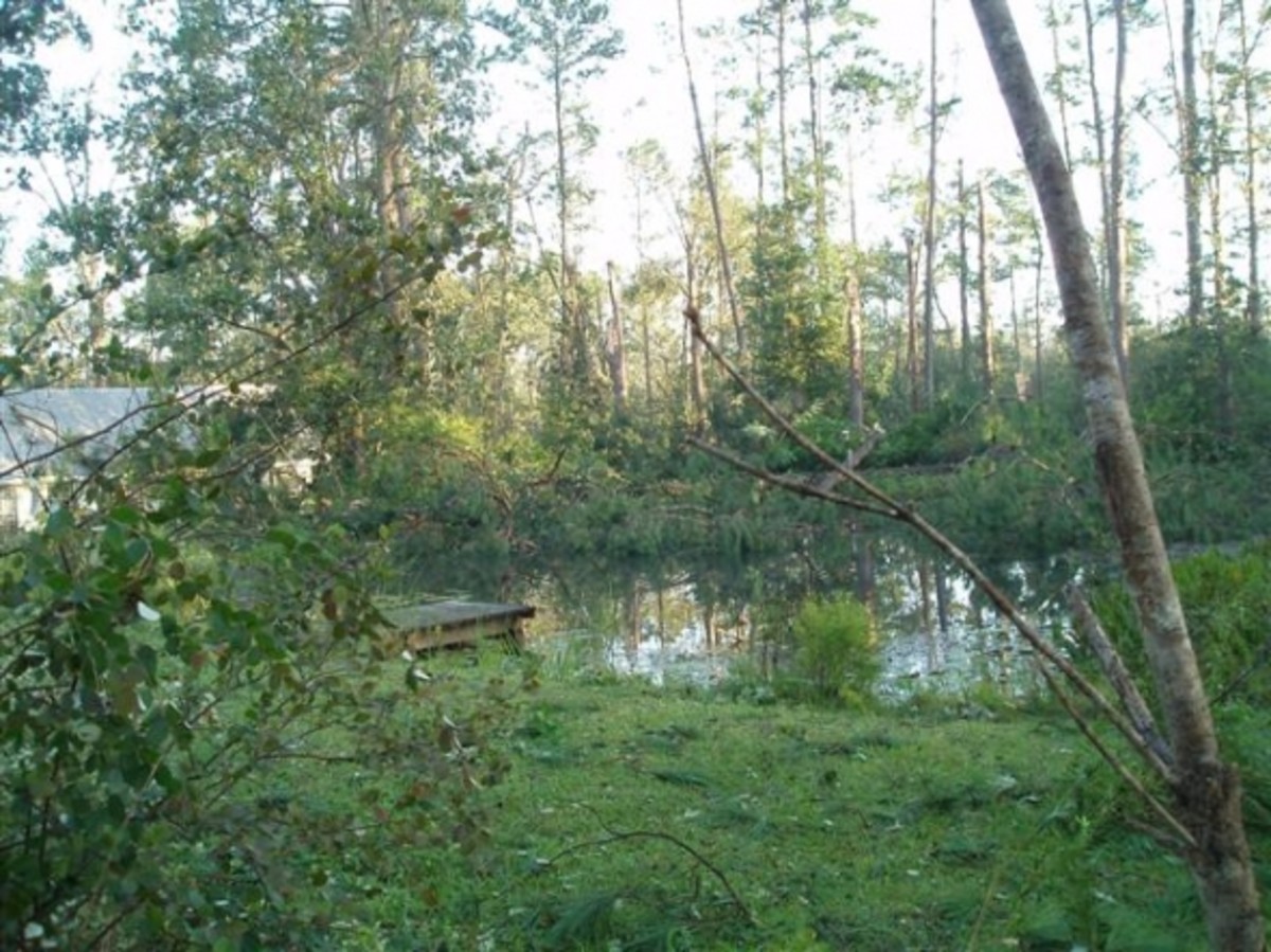 Pepper the Black Cat - Katrina Survivor to Forever Home - HubPages