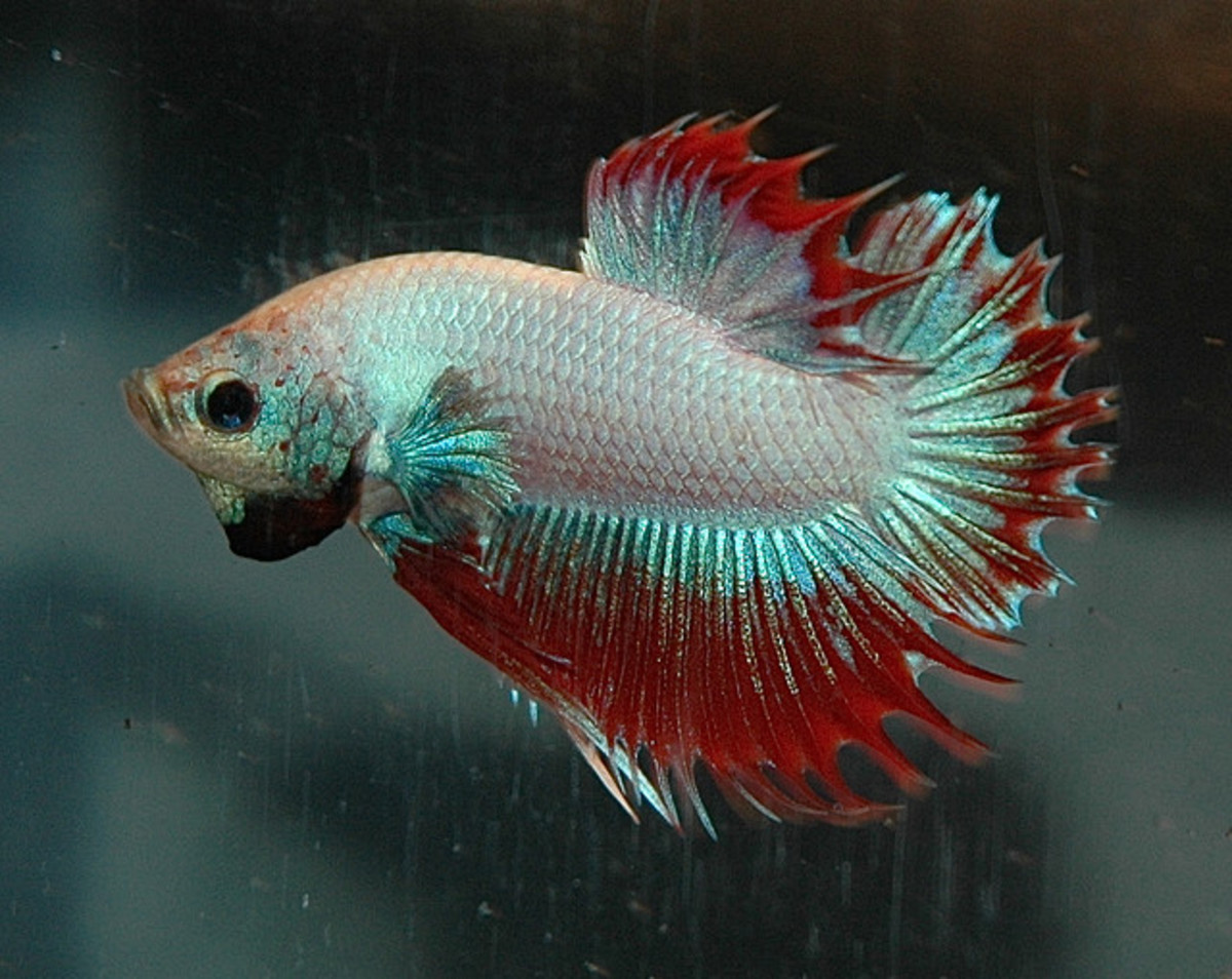 Adding a Betta Fish to a Community Tank - HubPages