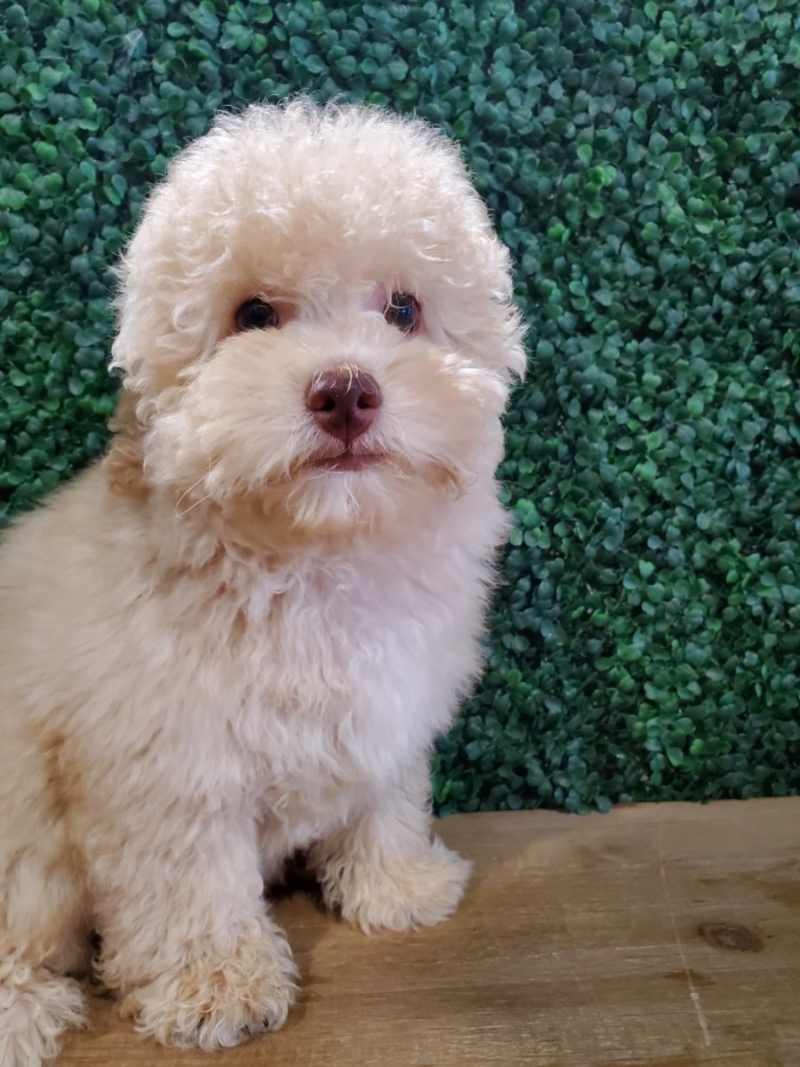 The Allure of Designer Dogs: Understanding the Appeal - HubPages