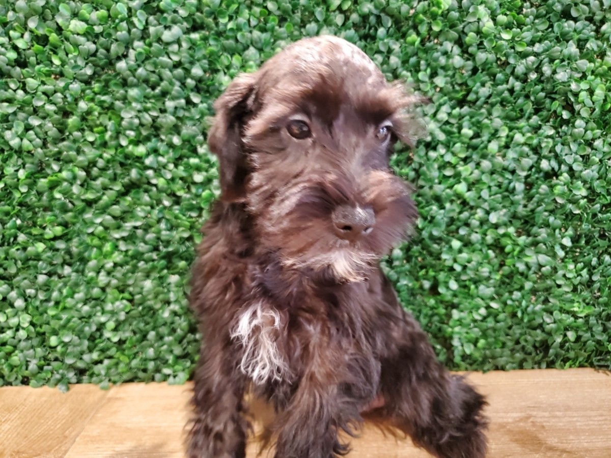 The Allure of Designer Dogs: Understanding the Appeal - HubPages