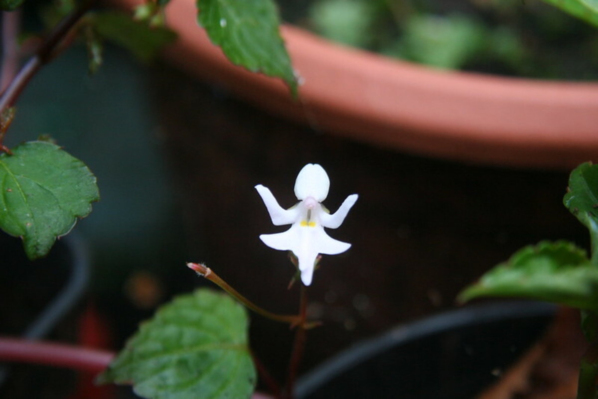 The 7 Strangest Flowers Worldwide - Owlcation