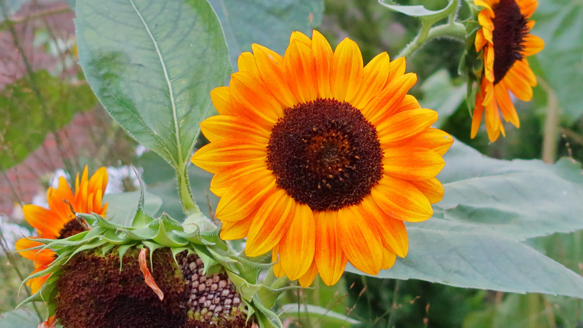 Bright Sunflower Colors to Add to Your Garden - Dengarden
