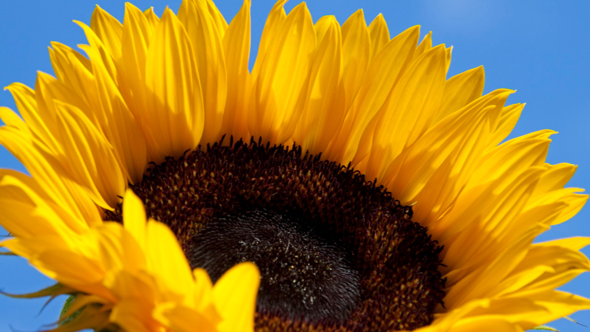 Bright Sunflower Colors to Add to Your Garden - Dengarden