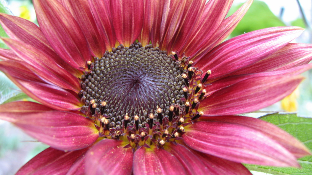 Bright Sunflower Colors to Add to Your Garden - Dengarden