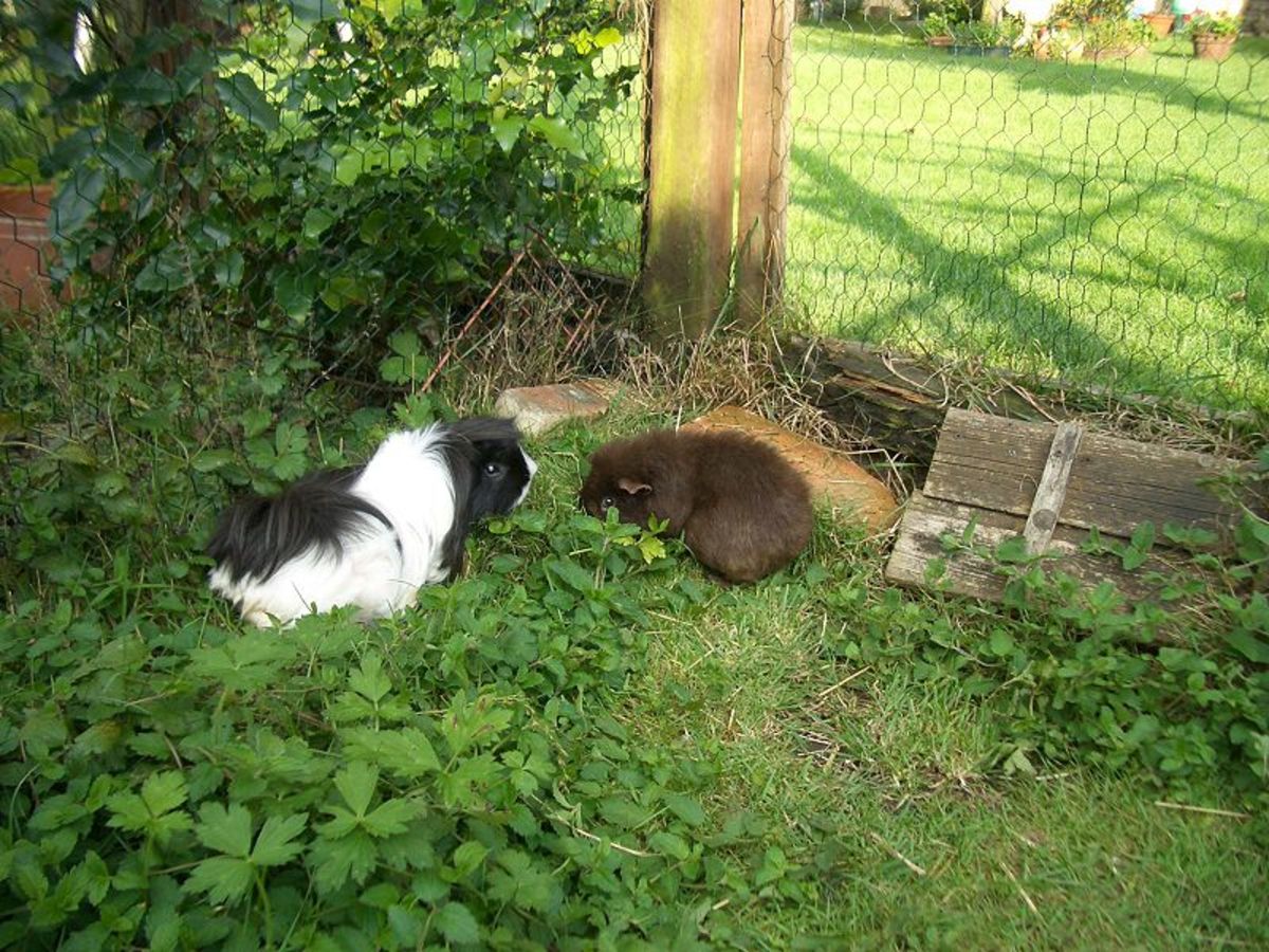 The Origin of Guinea Pigs - HubPages