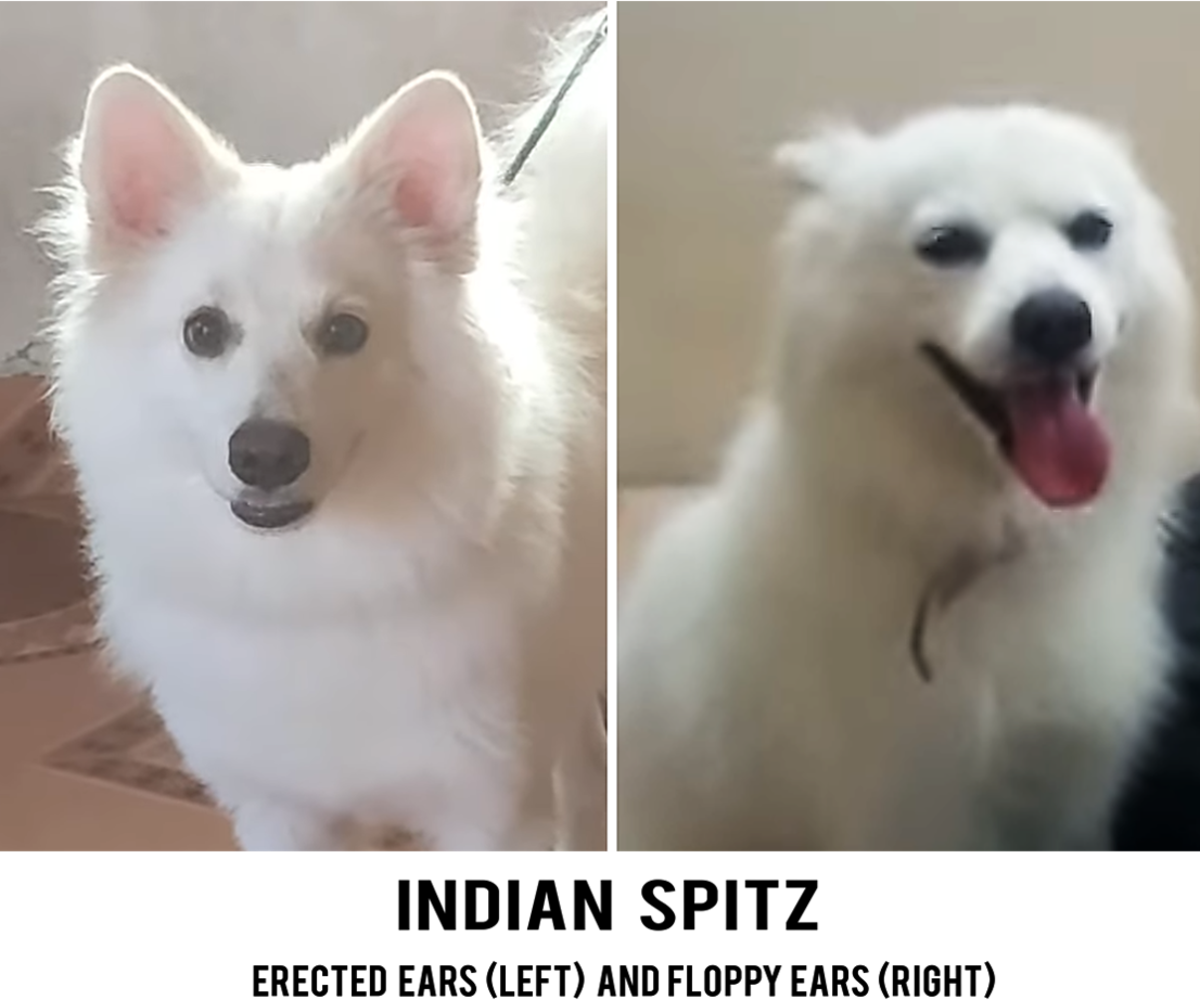 Different Types of Indian Spitz And Their Price in India - HubPages
