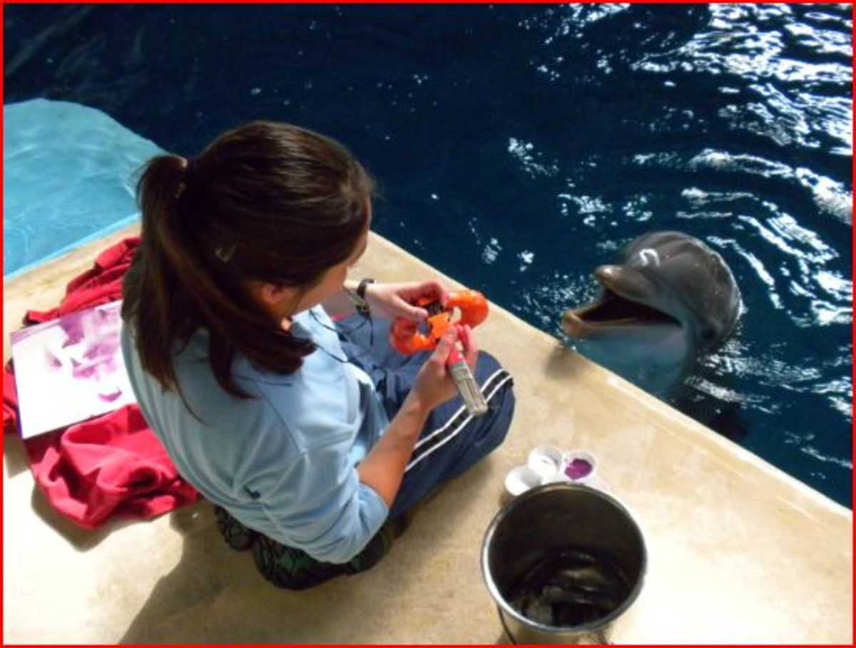 Jett: A Dolphin Artist - HubPages
