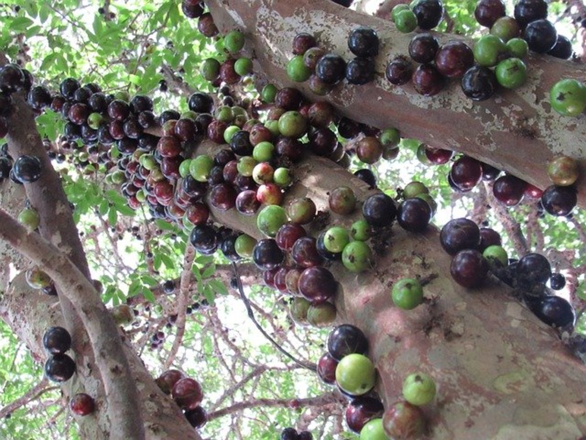 10 Bizarre Fruits To Satisfy Your Taste Buds - HubPages