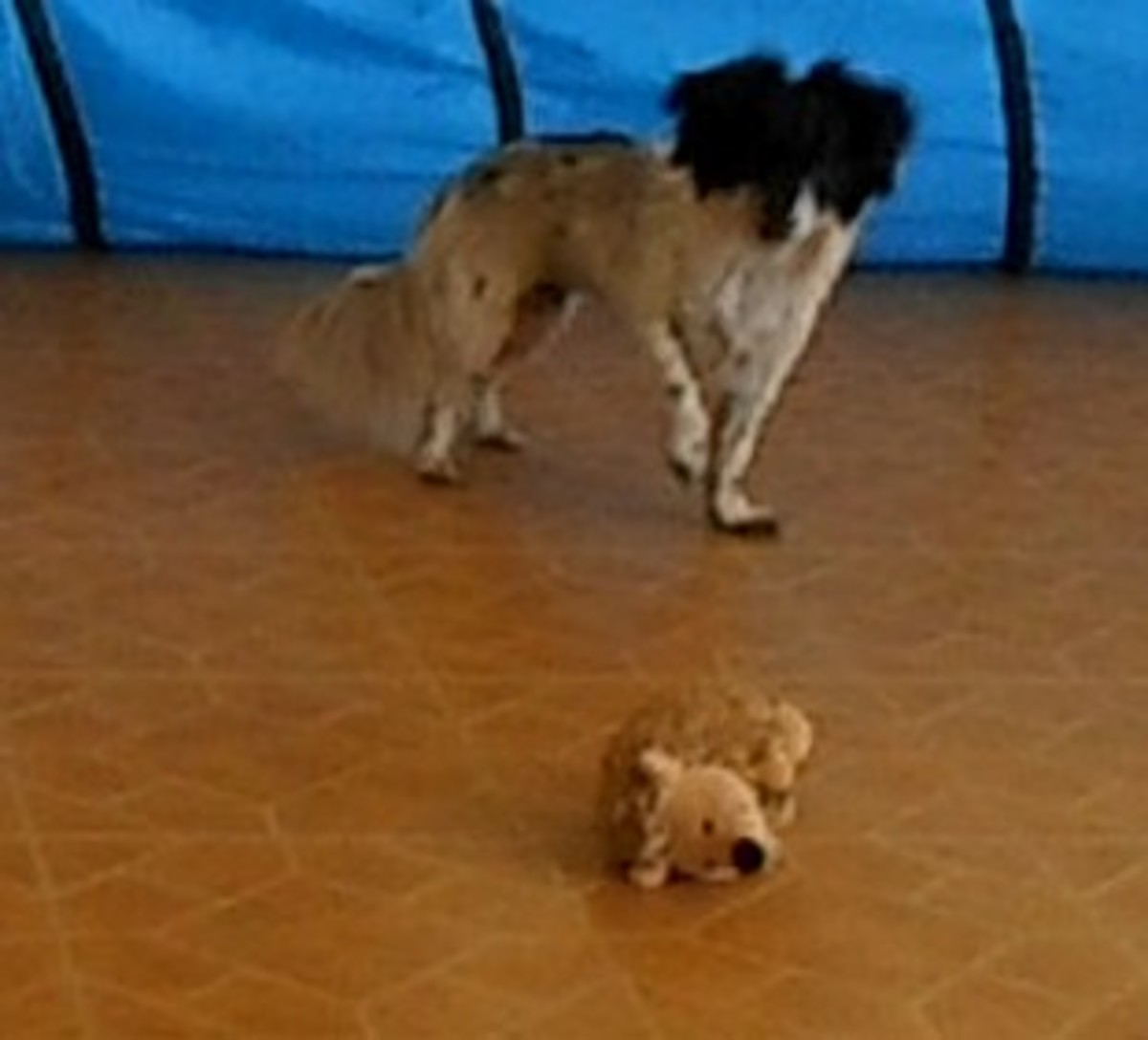 Puppy Mouthing and Chewing Too Much? Avoid Making This Big Mistake ...