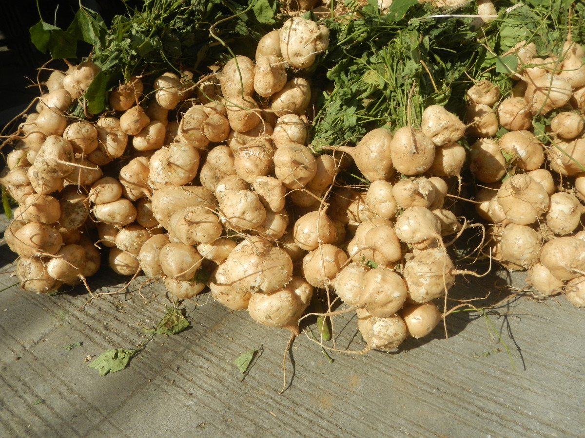 Maca Coffee - HubPages