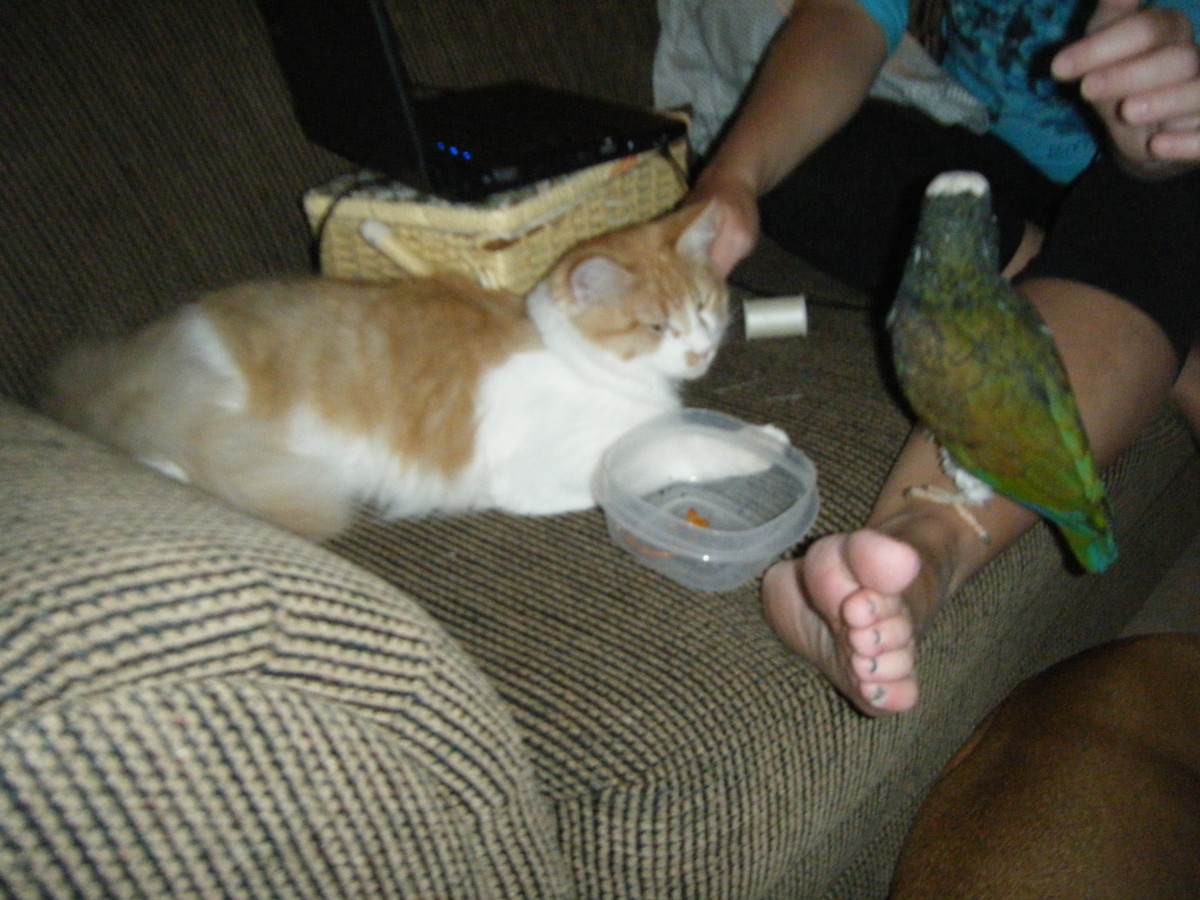 Pionus Parrot With Attitude - HubPages