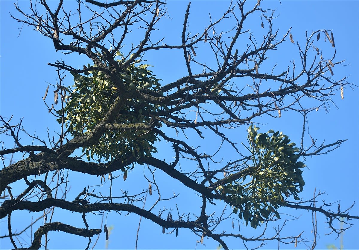 10 Things You May Not Know About Mistletoe - HubPages