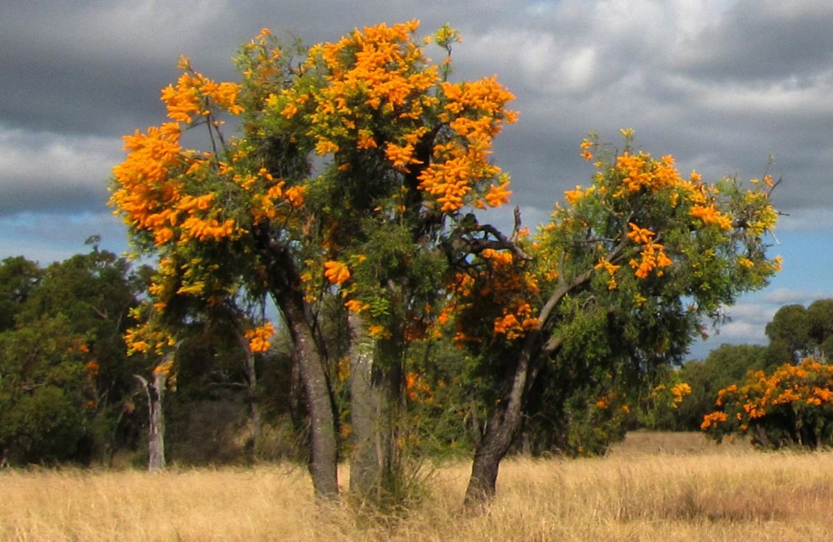 10 Things You May Not Know About Mistletoe - HubPages
