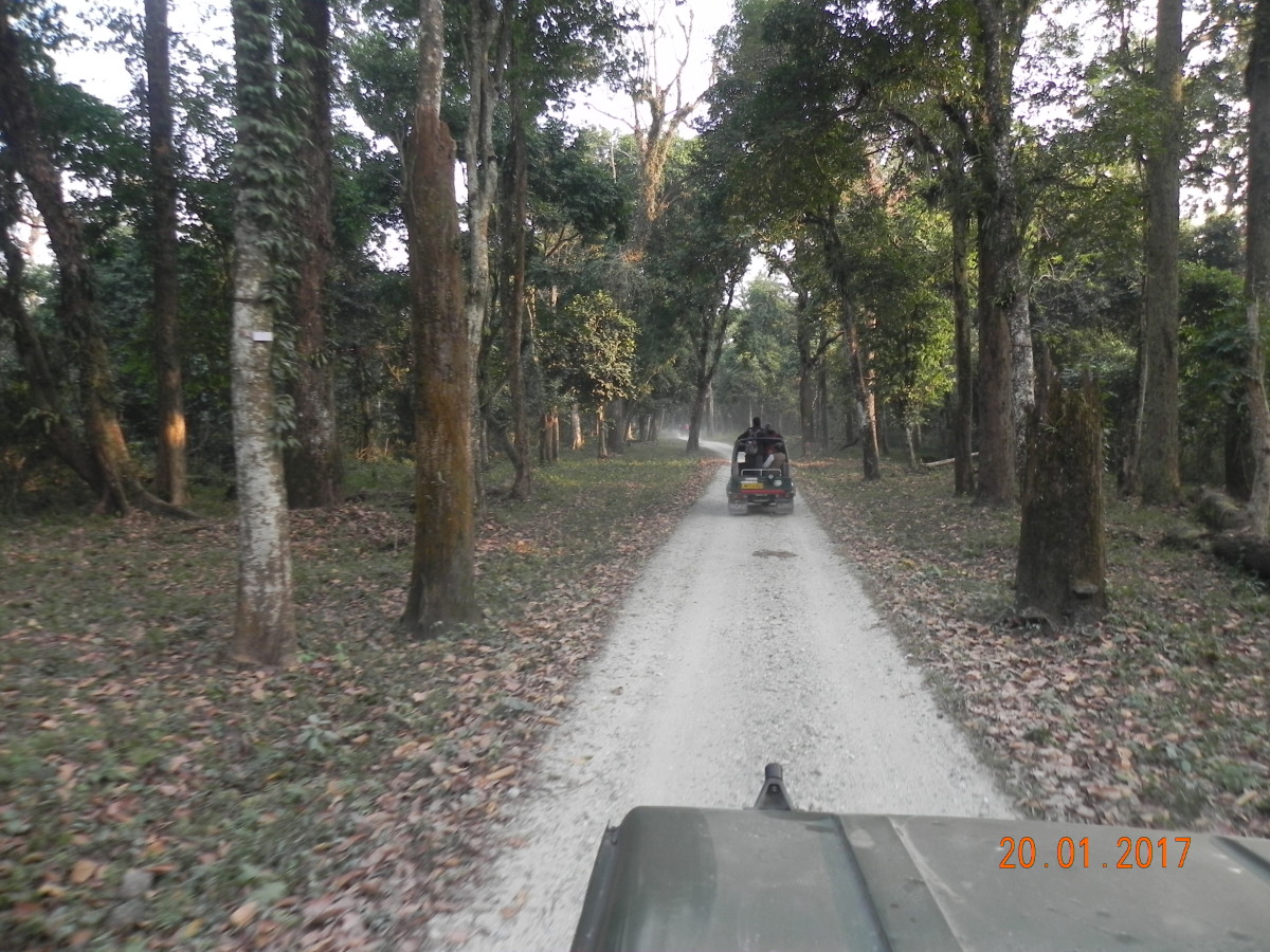 Gorumara National Park—a Biodiversity Hotspot—Pristine Nature at Its ...
