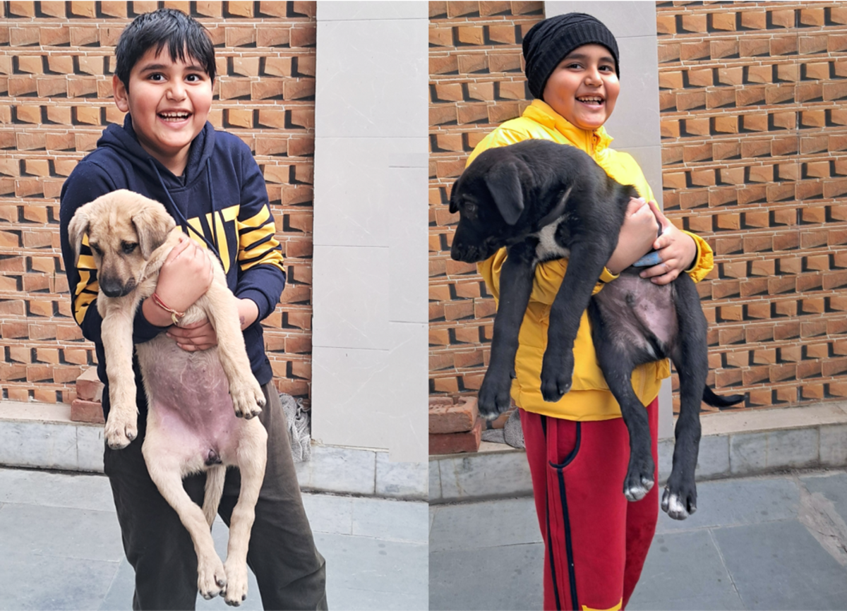 Marwari Sheep Dog (Indian Cattle Dog): Breed Information, Pictures ...