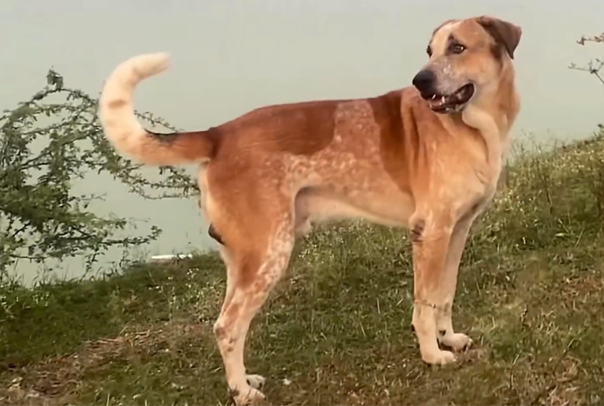 Marwari Sheep Dog (Indian Cattle Dog): Breed Information, Pictures ...