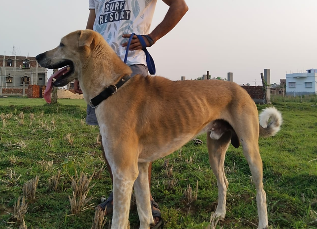 Marwari Sheep Dog (Indian Cattle Dog): Breed Information, Pictures ...