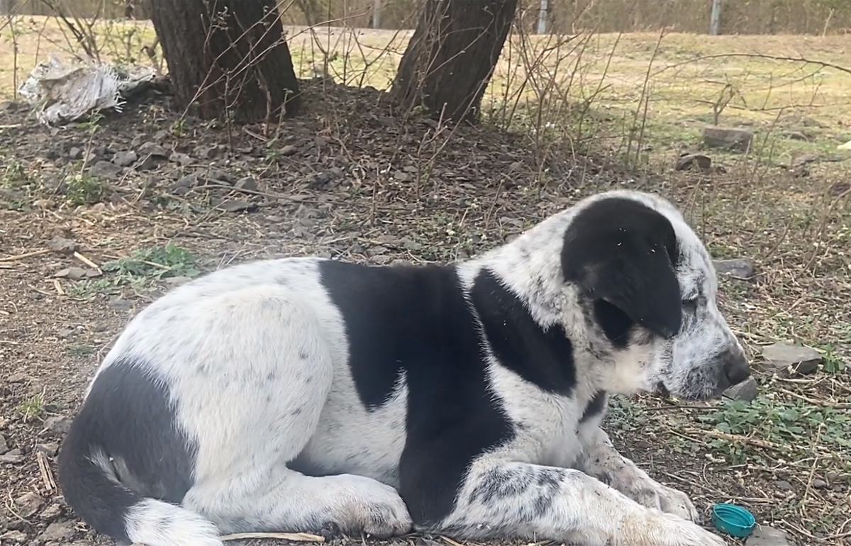 Marwari Sheep Dog (Indian Cattle Dog): Breed Information, Pictures ...