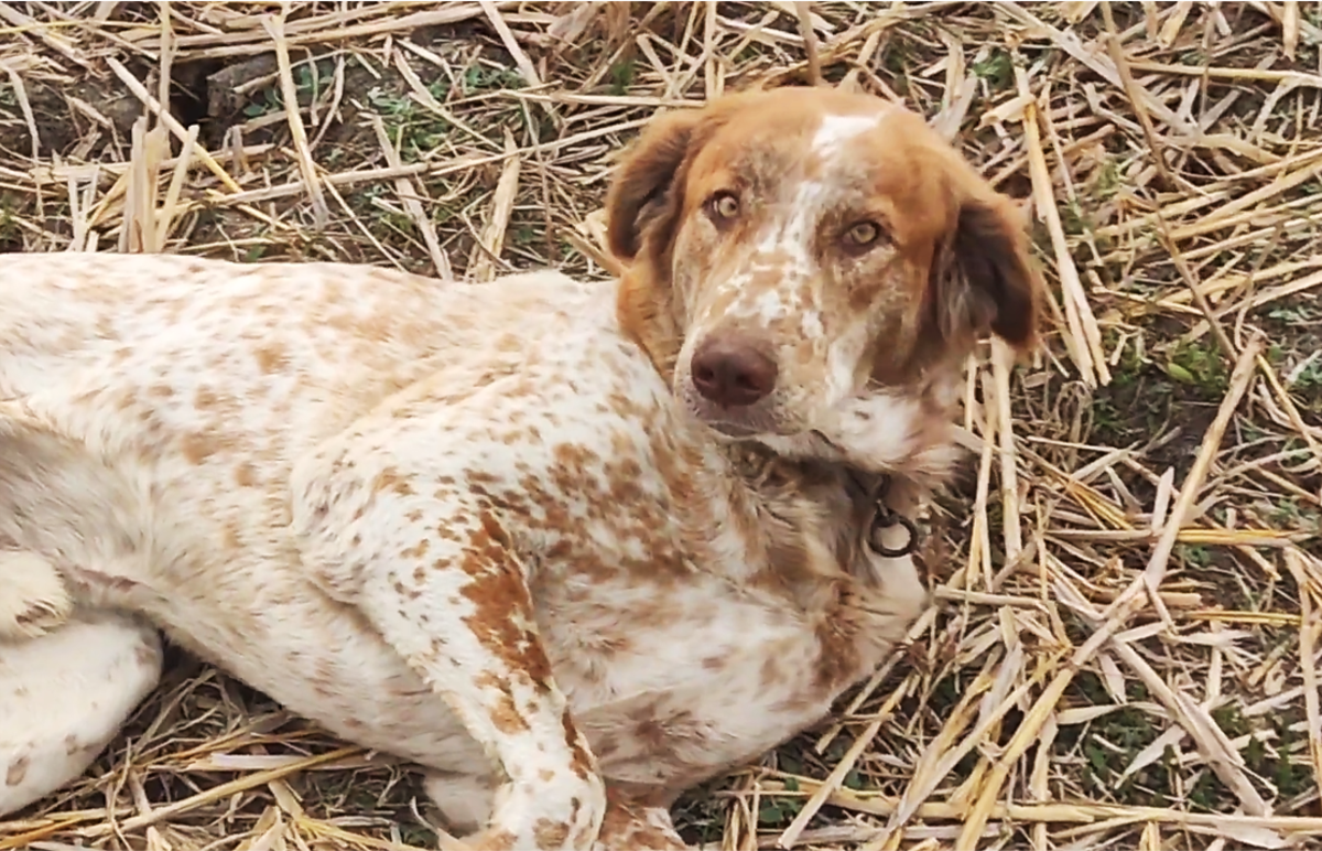 Marwari Sheep Dog (Indian Cattle Dog): Breed Information, Pictures ...