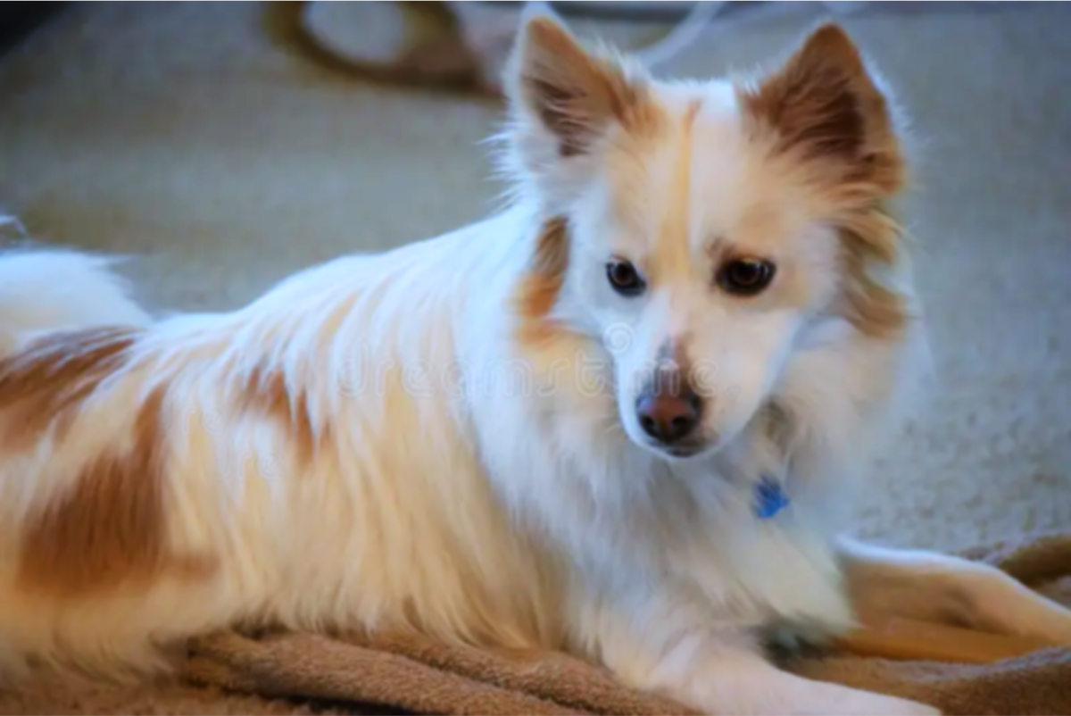 Different Types of Indian Spitz And Their Price in India - HubPages