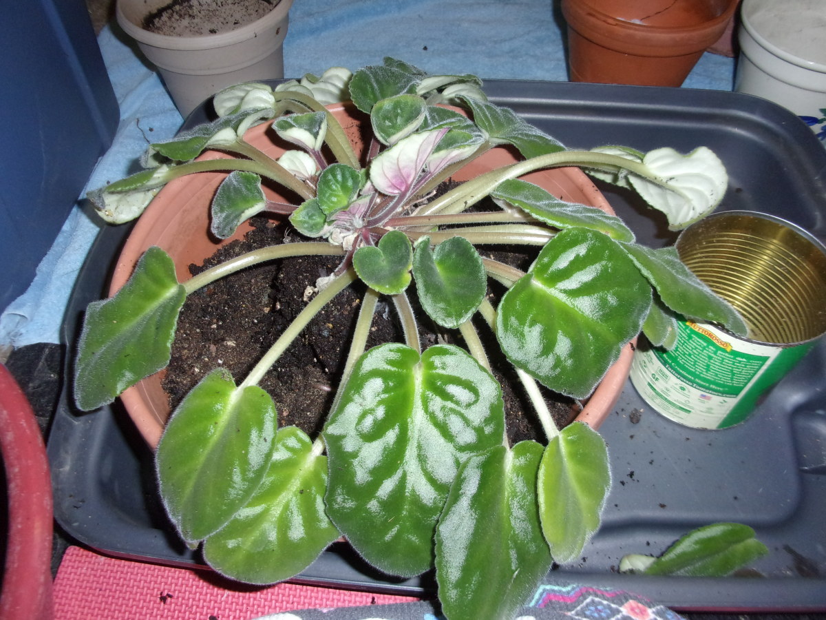 Top Tips to Repot Houseplants Successfully - HubPages