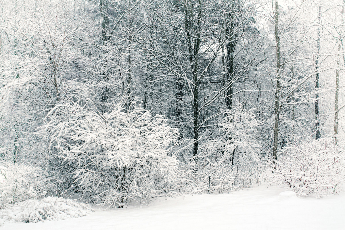 Snow Twigs; a Wintry Photo Poetry Collage - HubPages