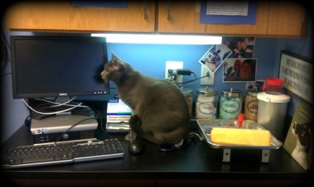 Russian Blue Cat - HubPages