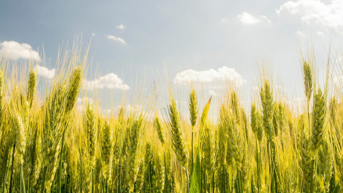 A Comprehensive Guide to Crop Identification - Owlcation