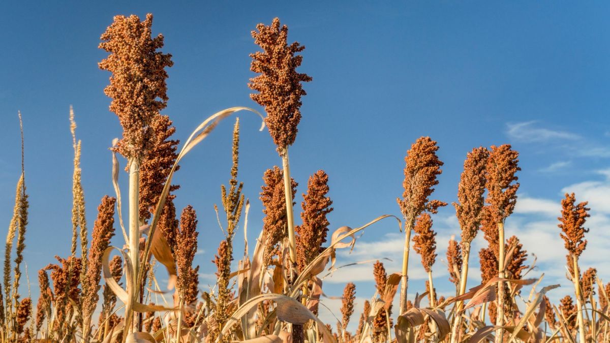 A Comprehensive Guide to Crop Identification - Owlcation